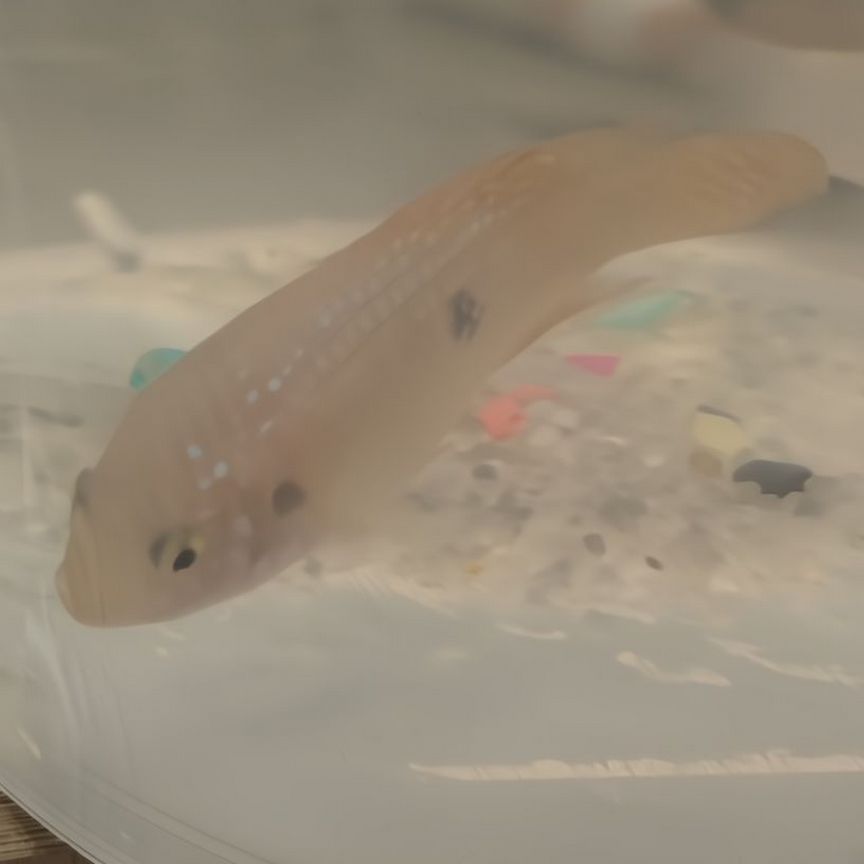 Хромис красный цихлида