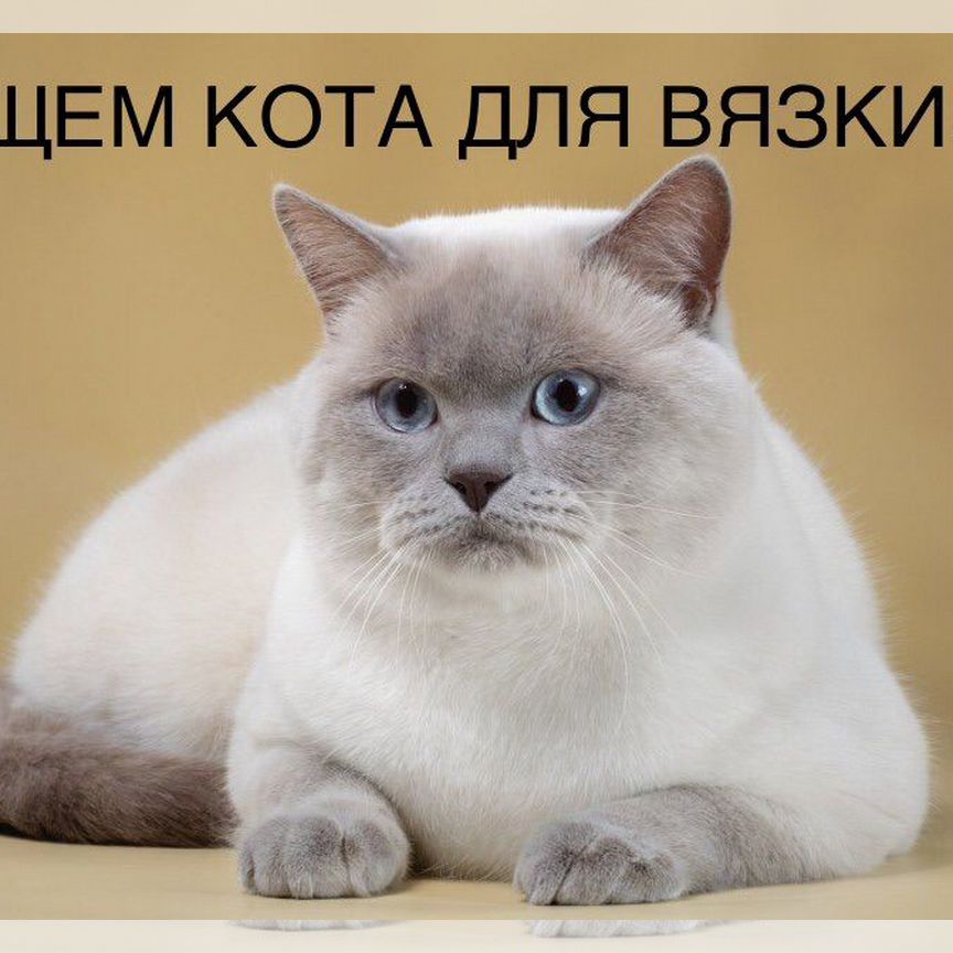 Шотландский прямоухий кот вязка