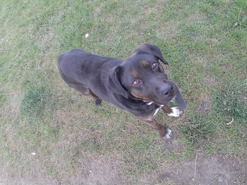 Собака потеряшка,заберите кто нибудь