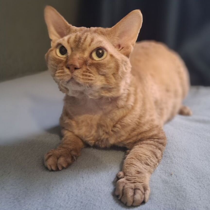 Девон-рекс, взрослый кот