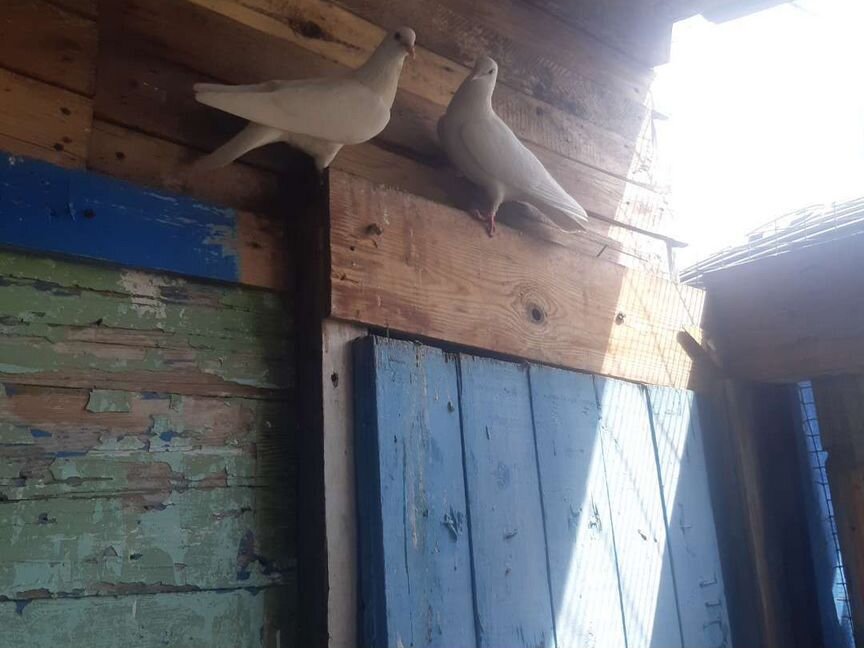Продажа голубей