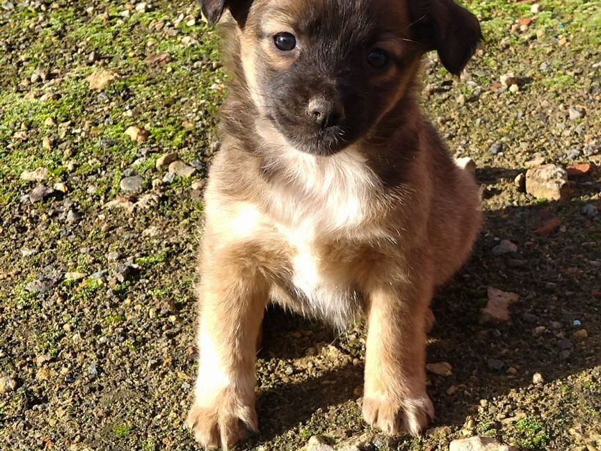 Собака в добрые руки щенок