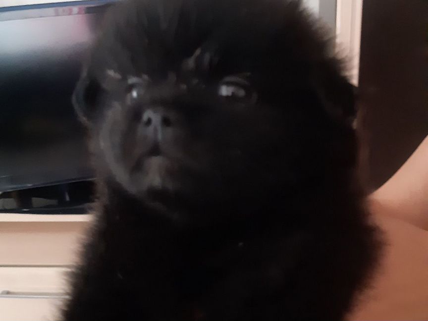 Немецкий шпиц