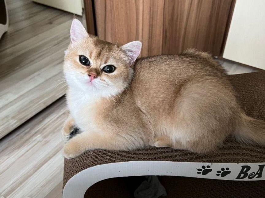 Британские котята