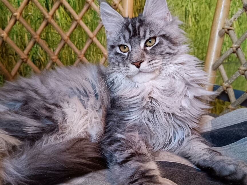 Серебряный котик мейн-кун 4 мес