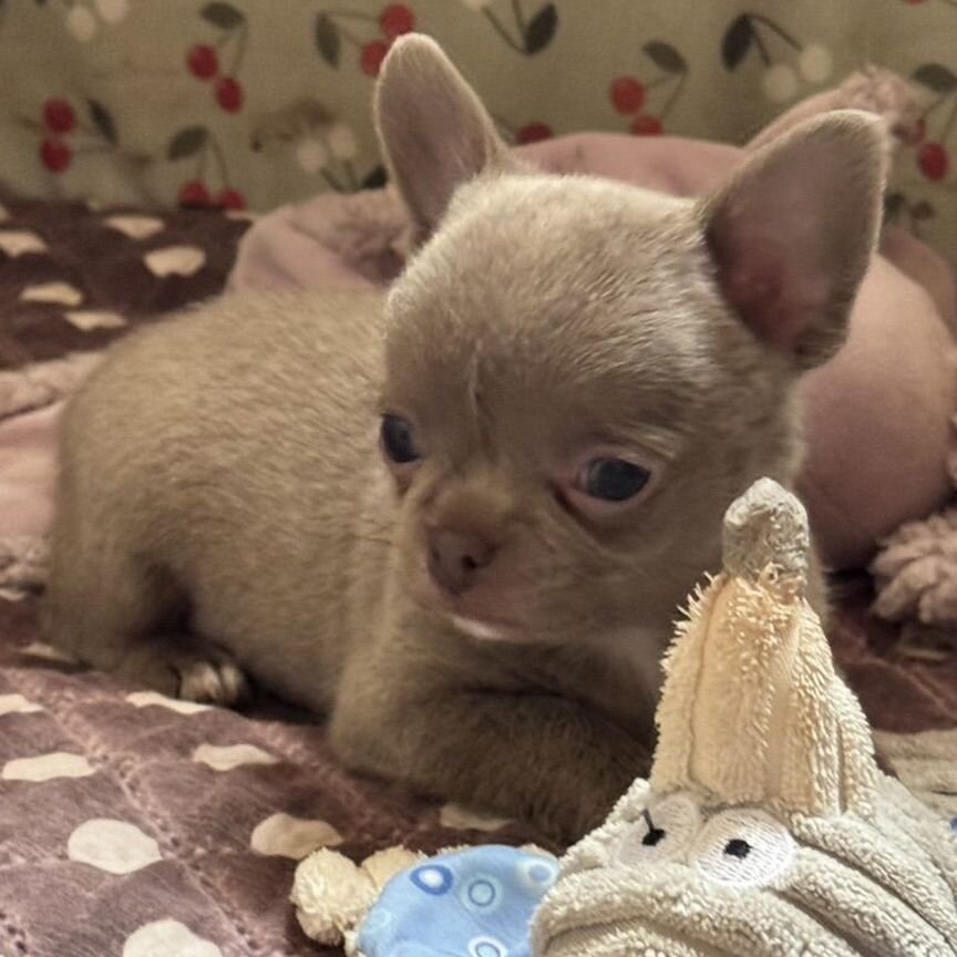 Щенок чихуахуа лиловый