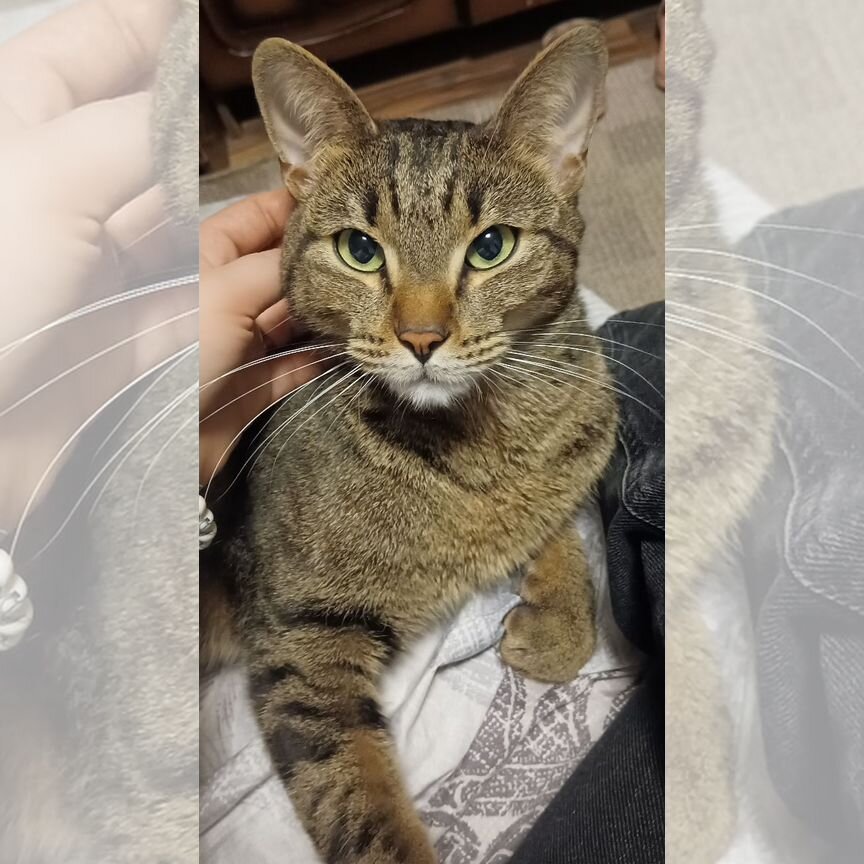 Котики бесплатно в добрые руки