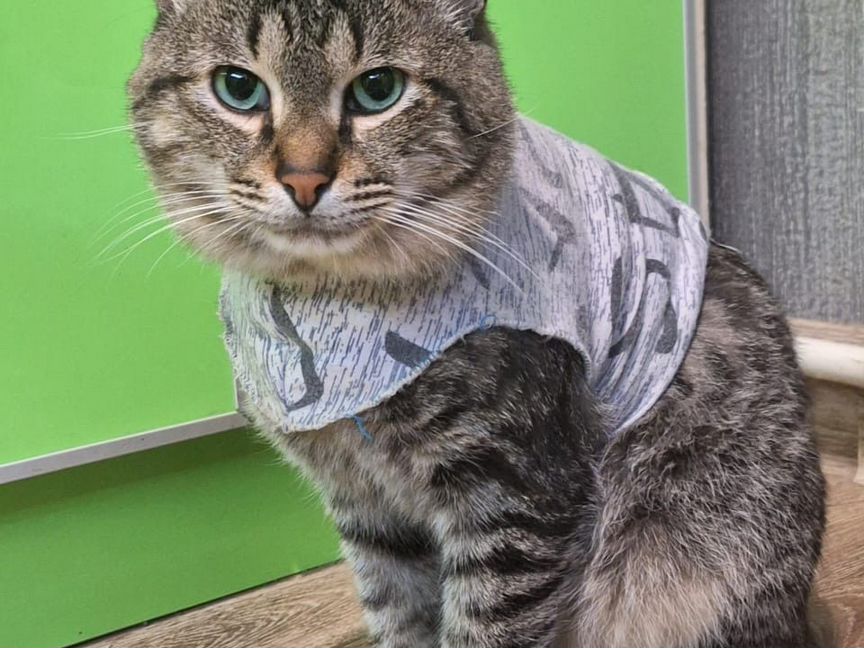 Отдам кота в добрые руки