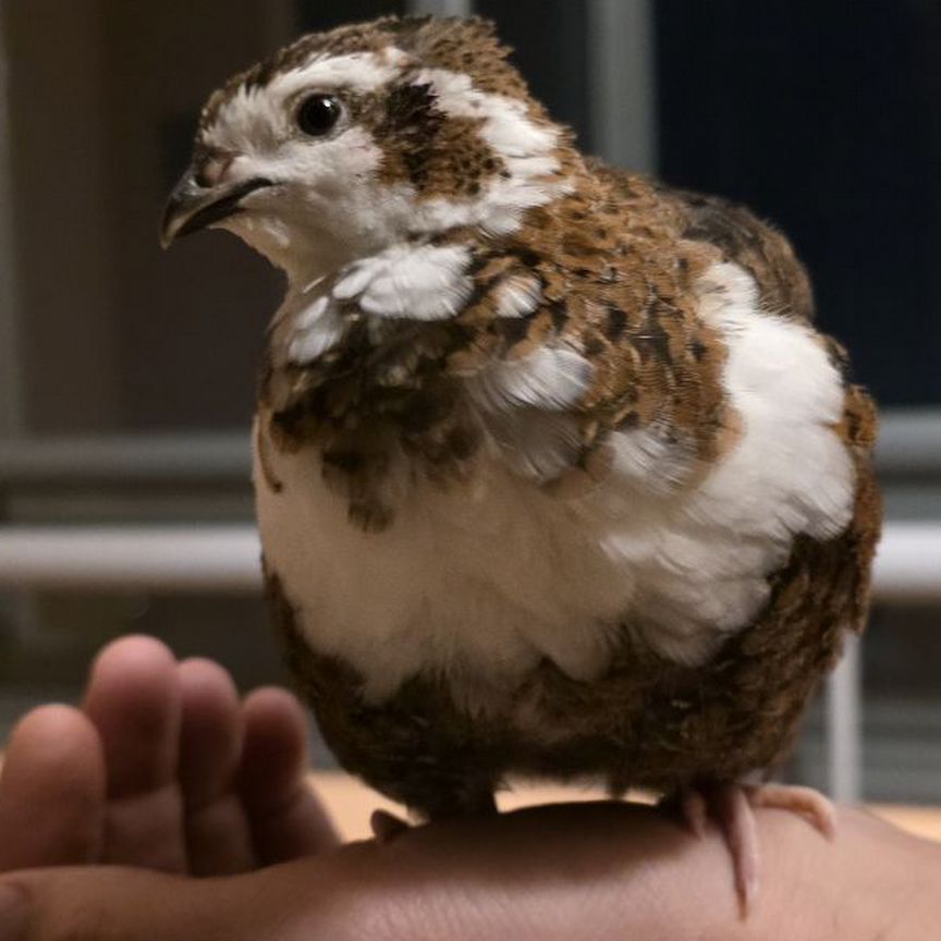 Перепела продажа