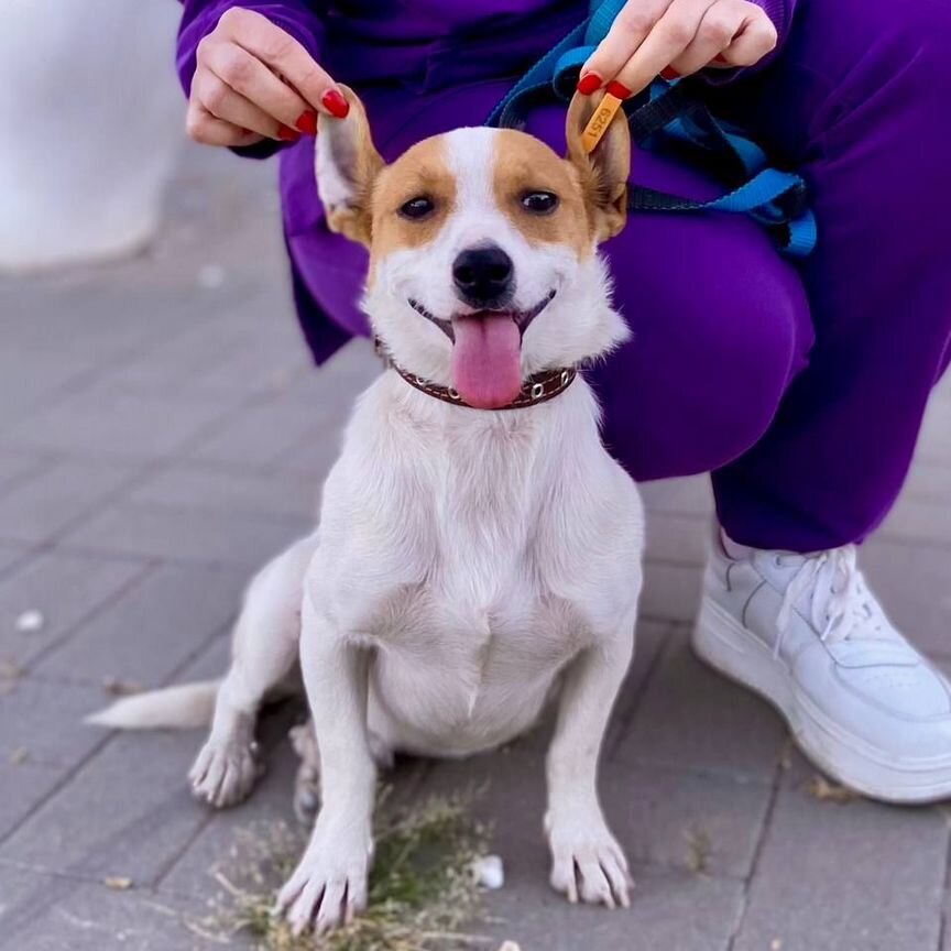 Джек Рассел терьер 7кг собака в добрые руки в дар