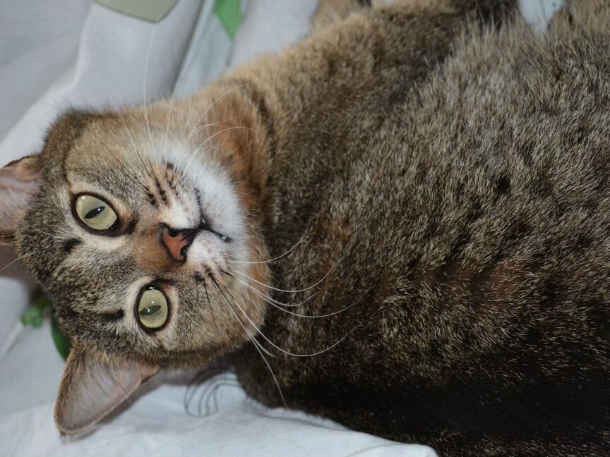 Котик в ответственные руки