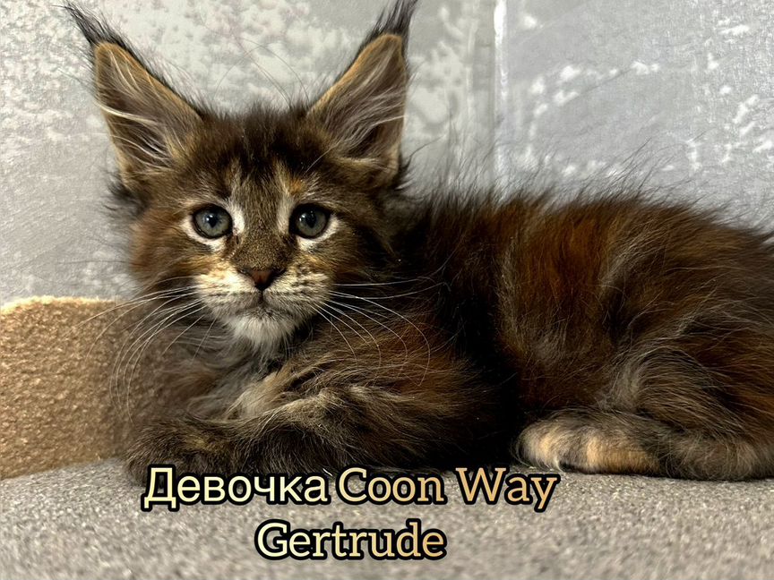 Котята мейн-кун