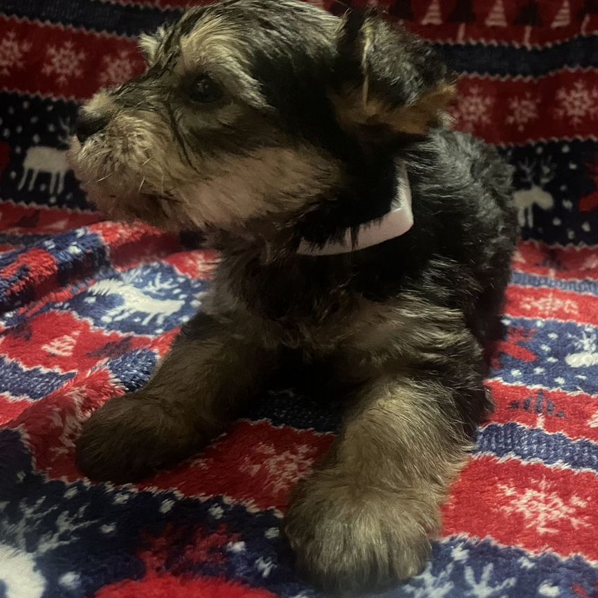 Йоркширский терьер, щенок