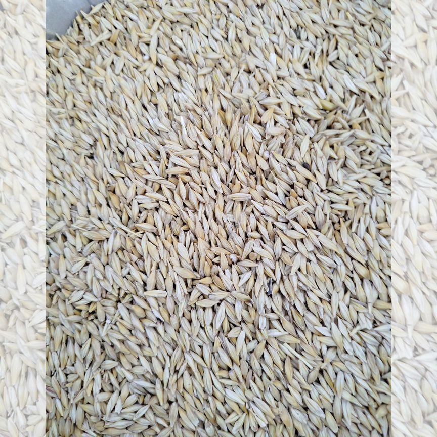 Зерно пшеница ячмень