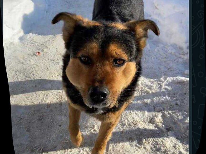 Собака в добрые руки