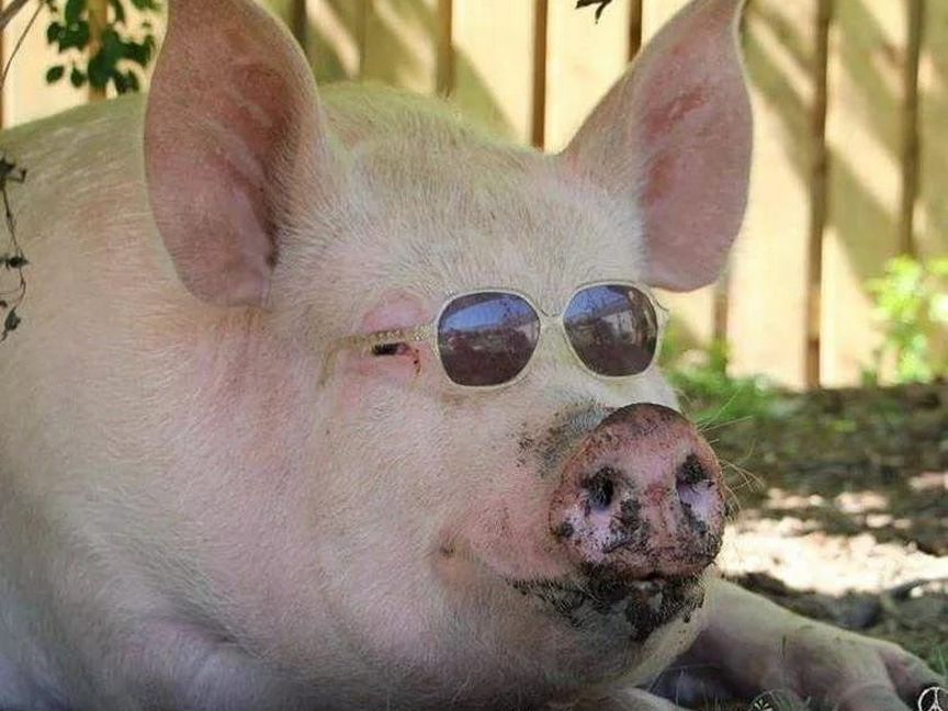 Семя хряка.искусственное осеменение с выездом