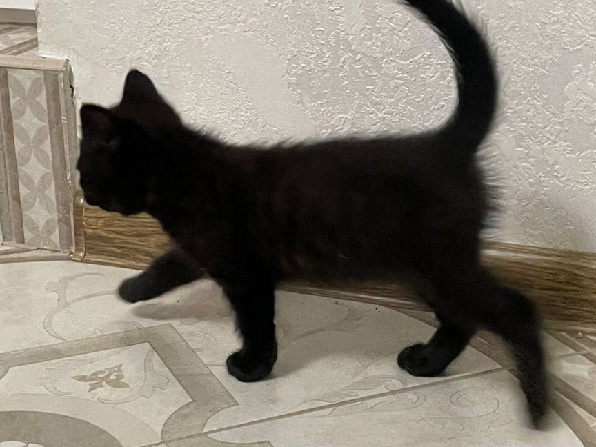 Котята породистые