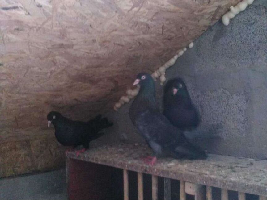 Голубь