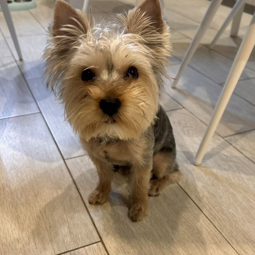 Йоркширский терьер