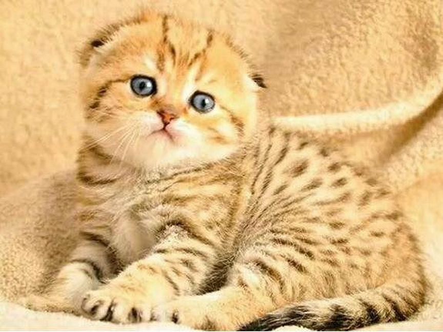Шикарные золотые пятнистые котята