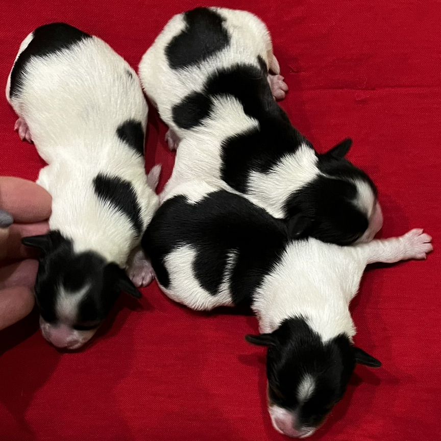 Бивер-йоркширский терьер, щенок