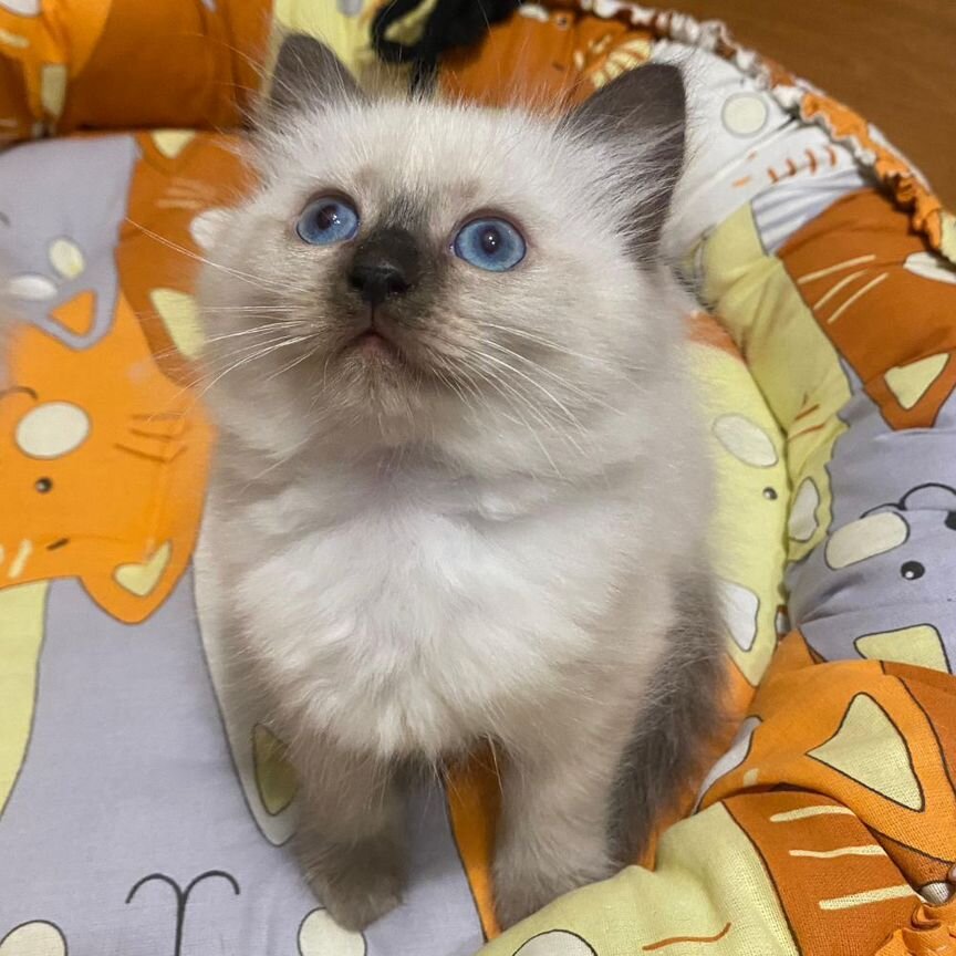 Невские котята