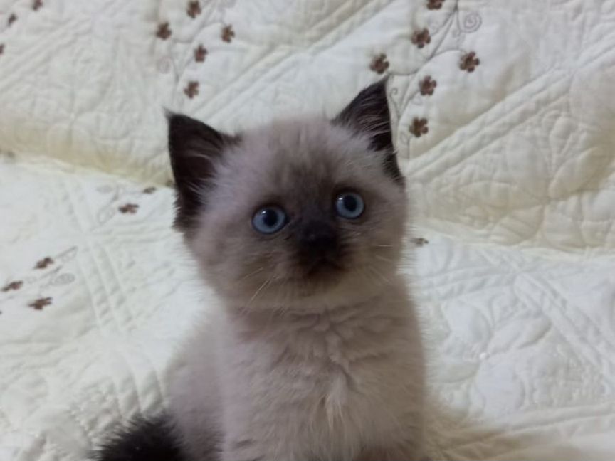 Шотландские котята