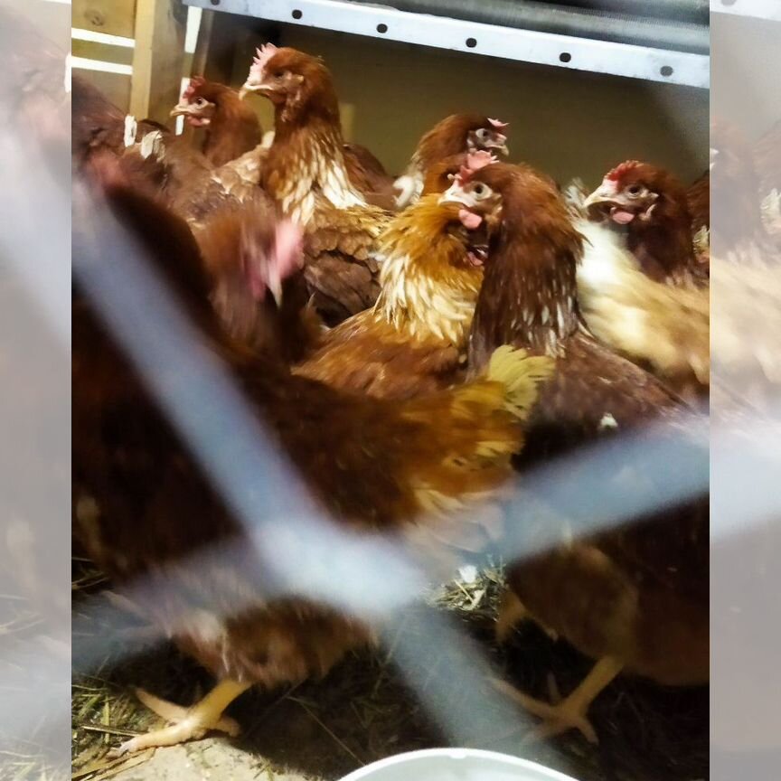 Куры молодки несушки 4 мес, Соликамская 291