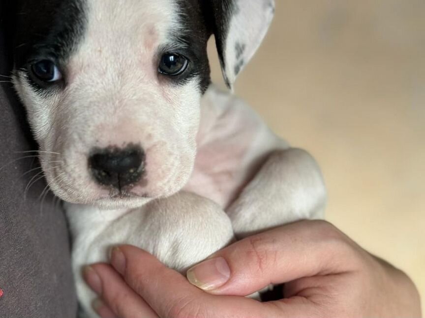 Щенки американского стаффордширского терьера