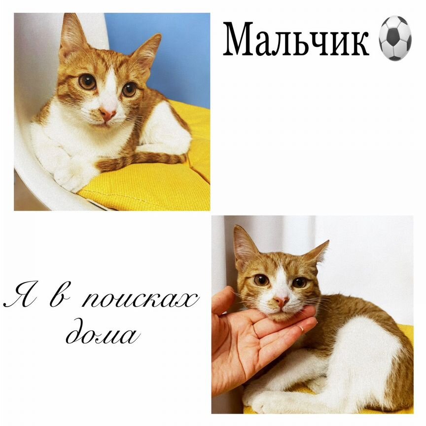 Котенок