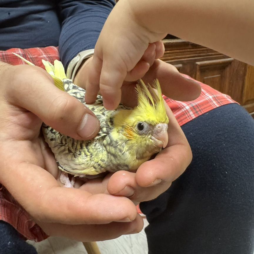 Птенец кореллы рйчной