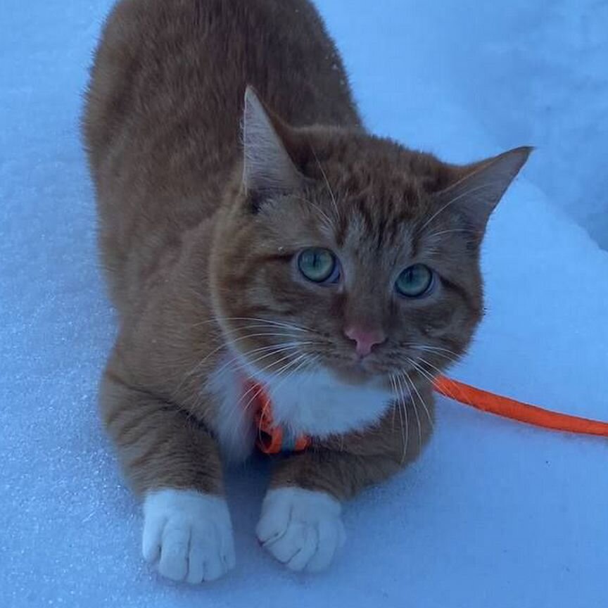 Толстый полосатый Винни Пух