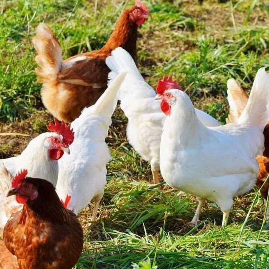 Куры и петухи