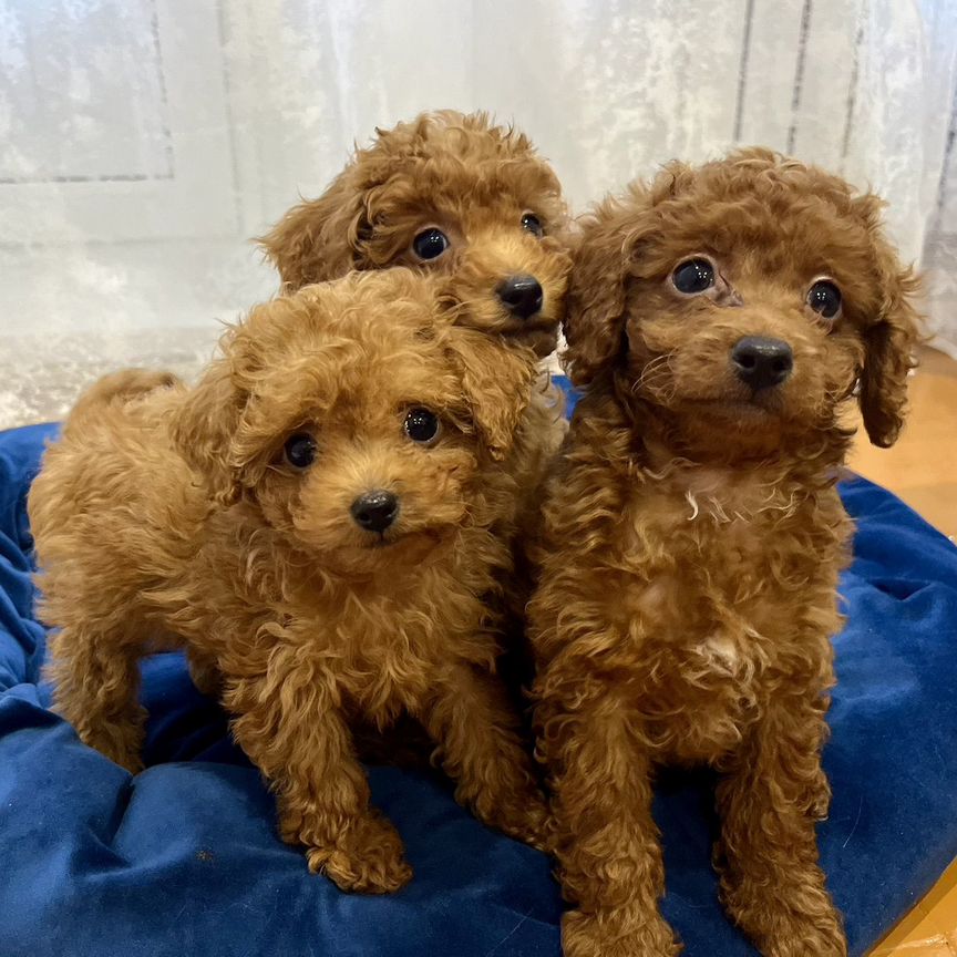 Той-пудель, щенок