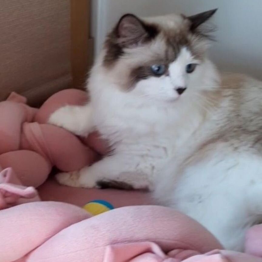 Котята рэгдолл. Regdoll