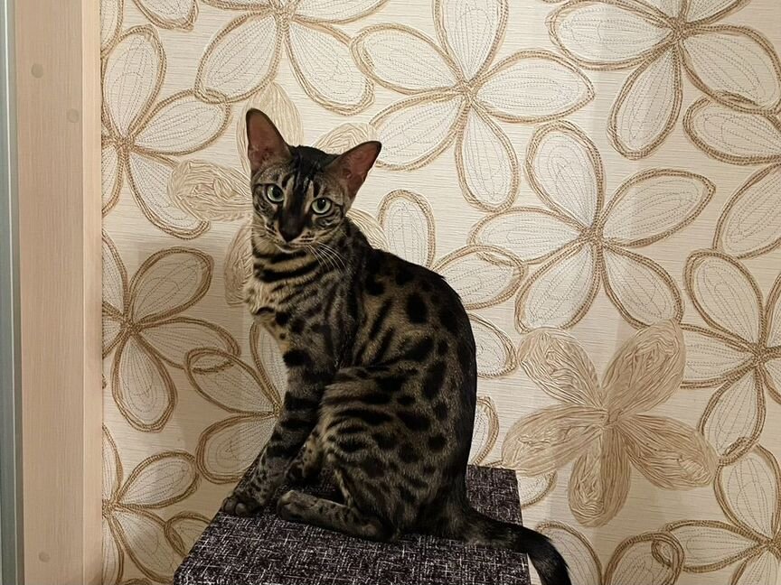 Бенгальская кошка