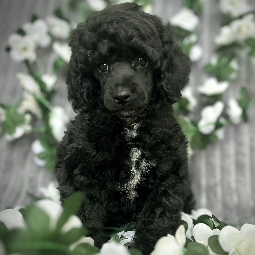 Пудель, щенок