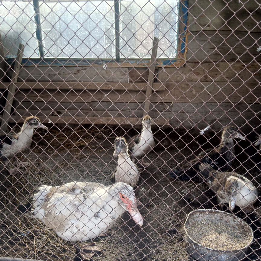 Утка с утятоми