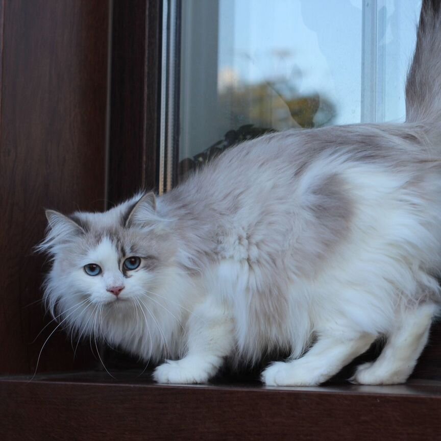 Невская маскарадная кошка