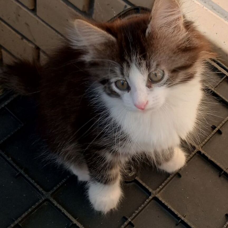 Котята в добрые руки даром