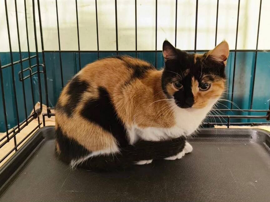 Кошки в добрые руки бесплатно