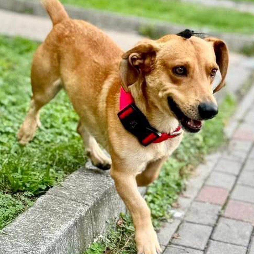 Такса в добрые руки