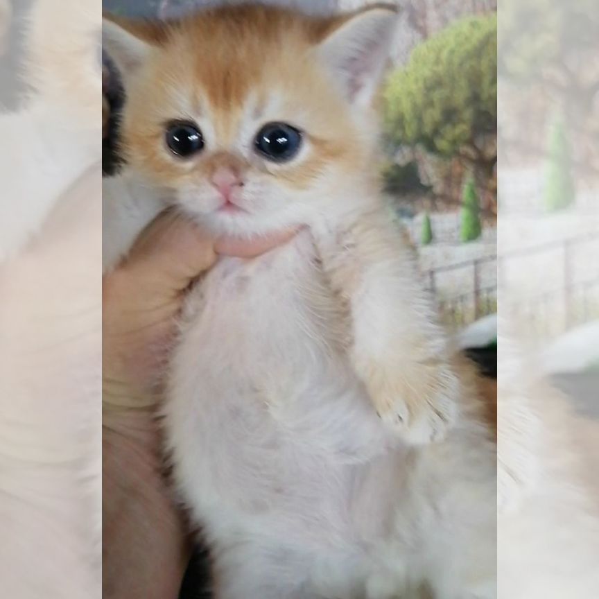 Британские золотые котята