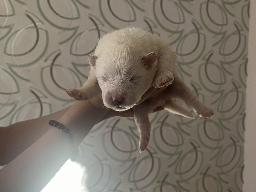 Щенки самоеда