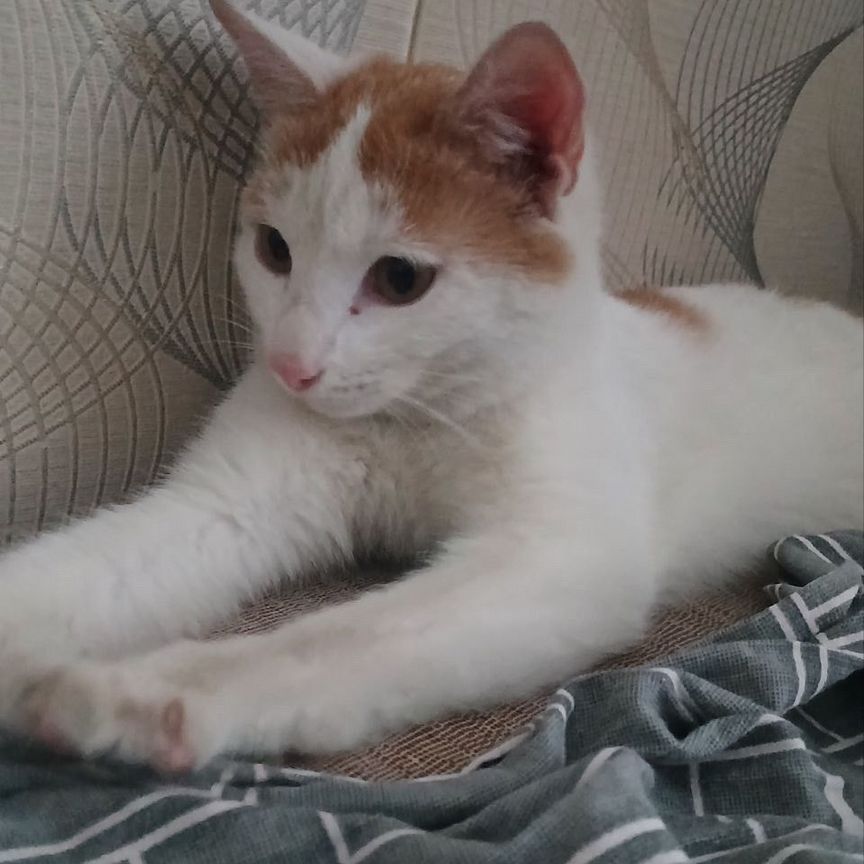 Дарим котенка