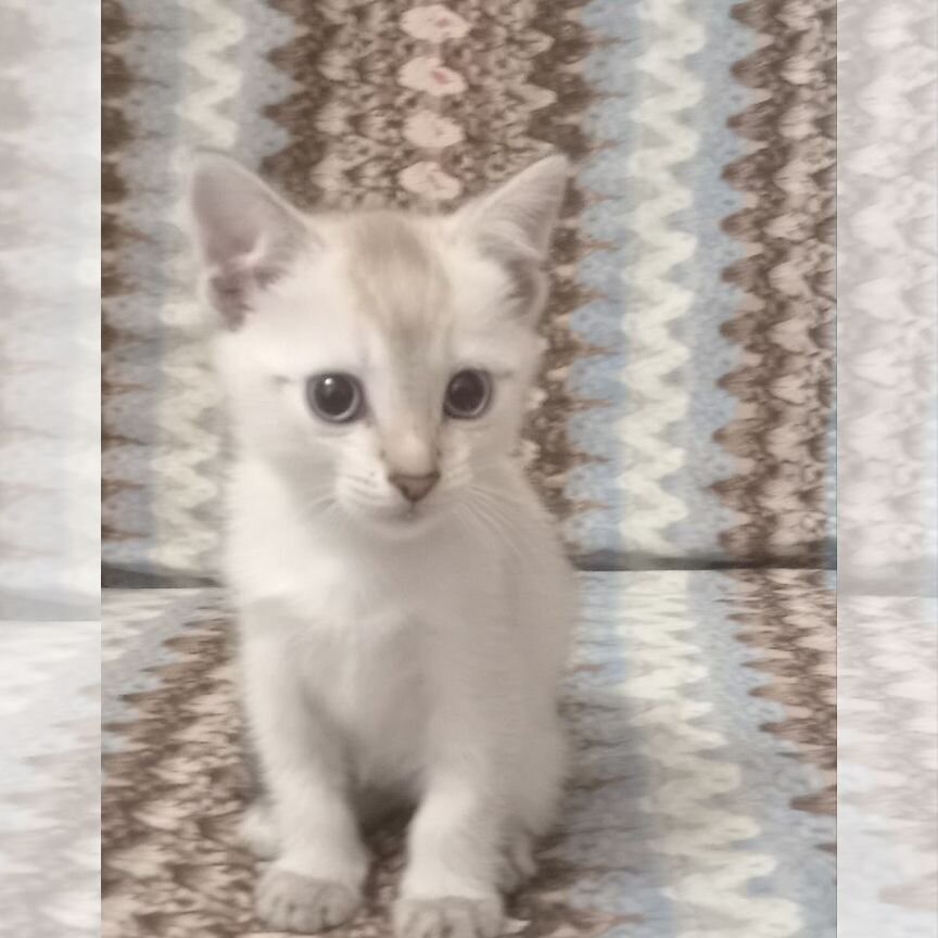 Британский короткошёрстный котёнок