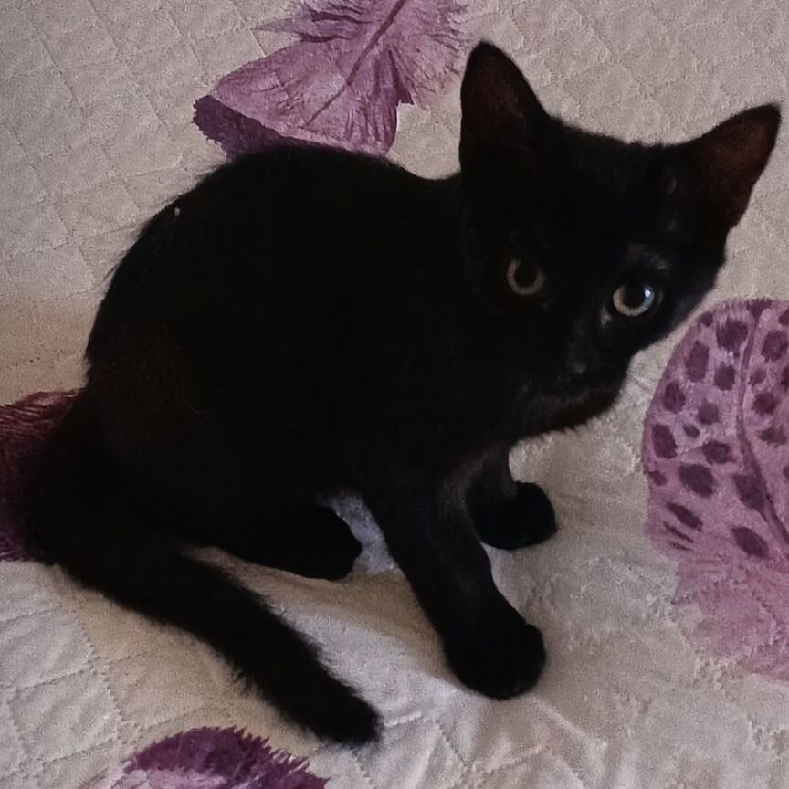 Котёнок в добрые руки