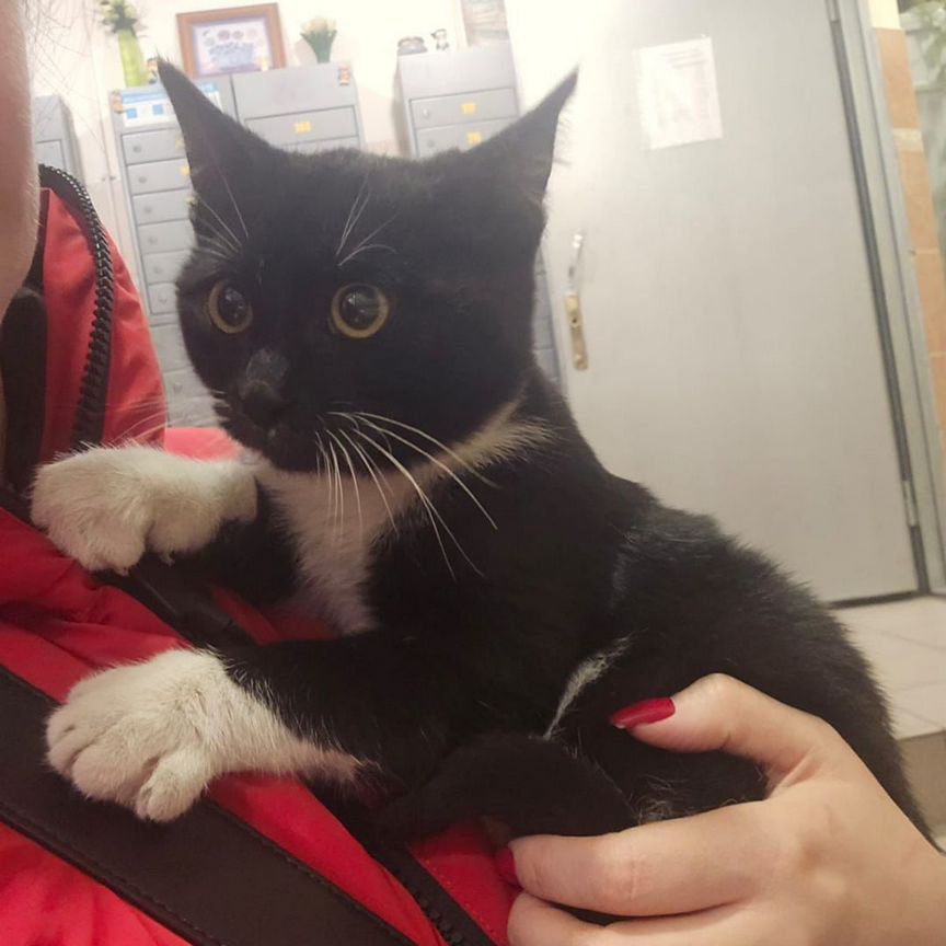 Котëнок в добрые руки