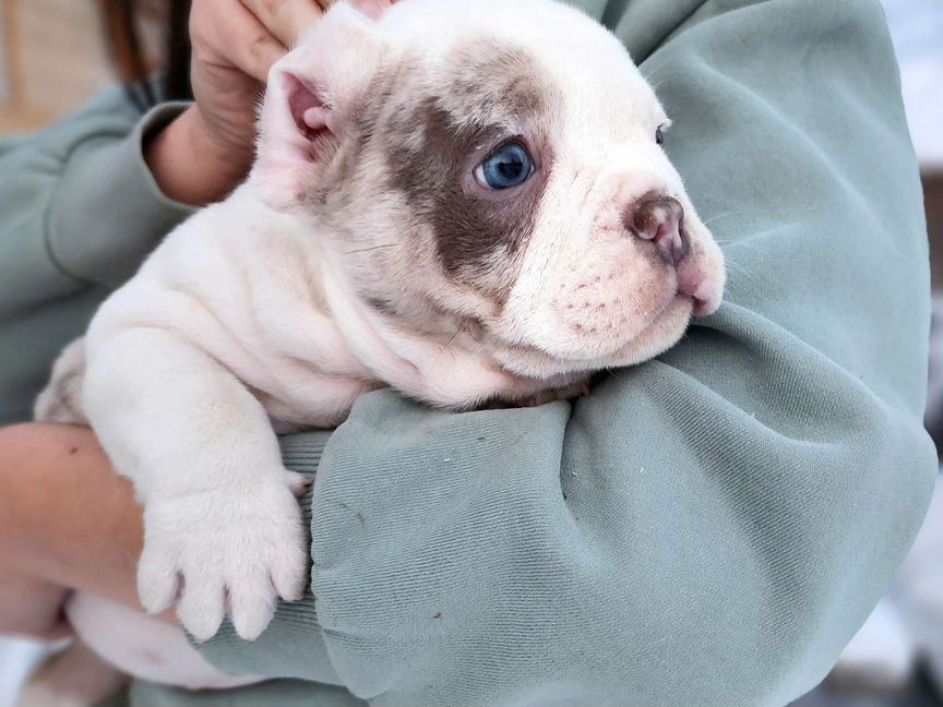 Булли, малышка, мини красотка