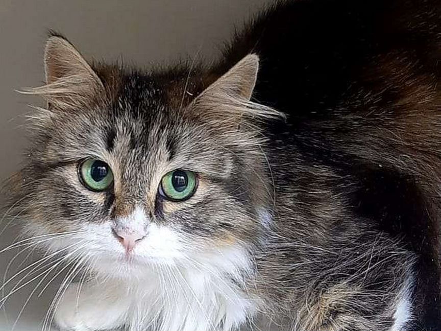 Кошки в добрые руки бесплатно